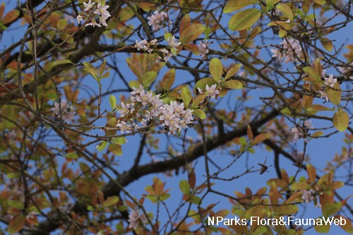 NParks | Cratoxylum formosum
