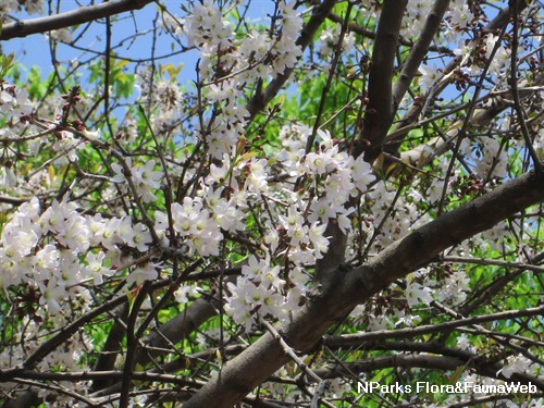 NParks | Cratoxylum formosum