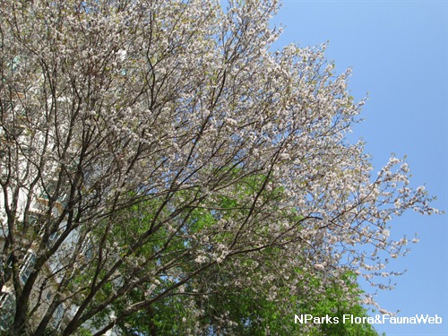NParks | Cratoxylum formosum