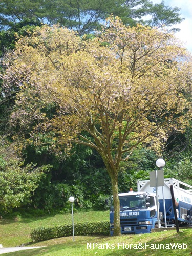 NParks | Cratoxylum formosum