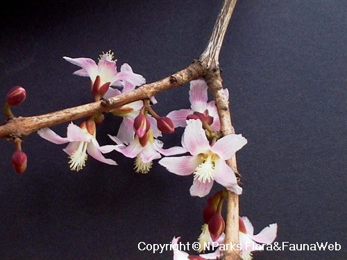 NParks | Cratoxylum formosum