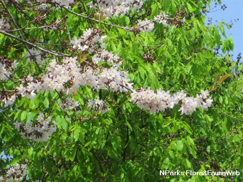 NParks | Cratoxylum formosum