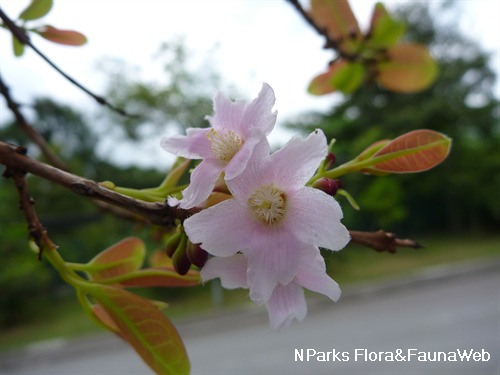 NParks | Cratoxylum formosum