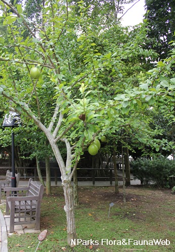 NParks | Crescentia cujete