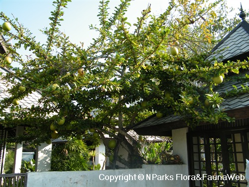 NParks | Crescentia cujete