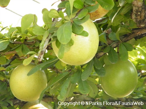 NParks | Crescentia cujete