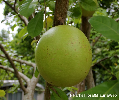 NParks | Crescentia cujete