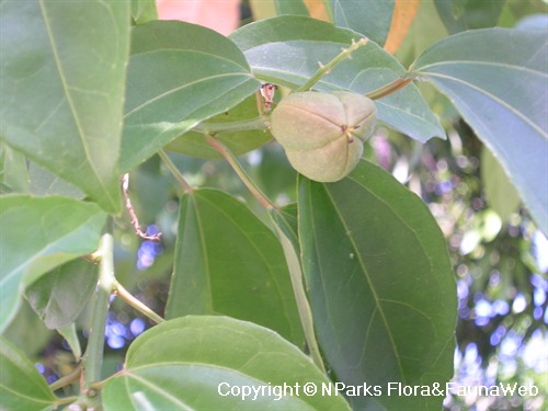 NParks | Croton tiglium