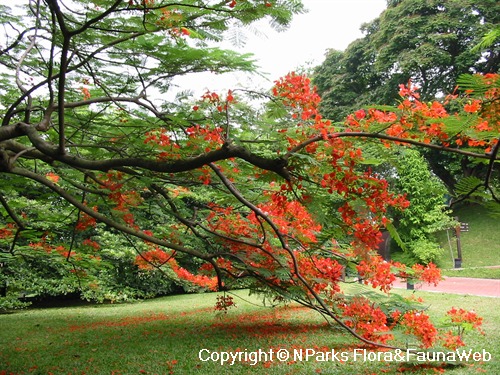 NParks | Delonix regia