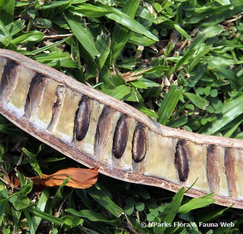 NParks | Delonix regia