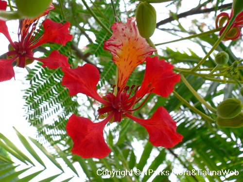 NParks | Delonix regia