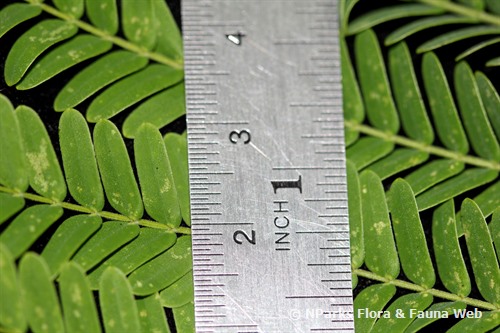 NParks | Delonix regia