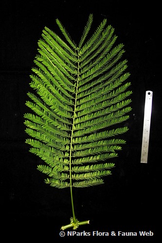 NParks | Delonix regia