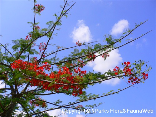 NParks | Delonix regia