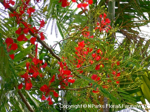 NParks | Delonix regia