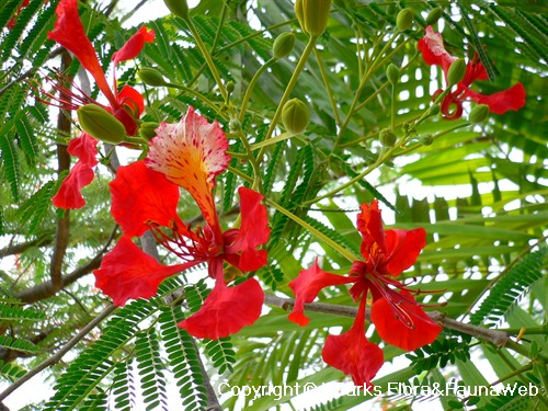 NParks | Delonix regia