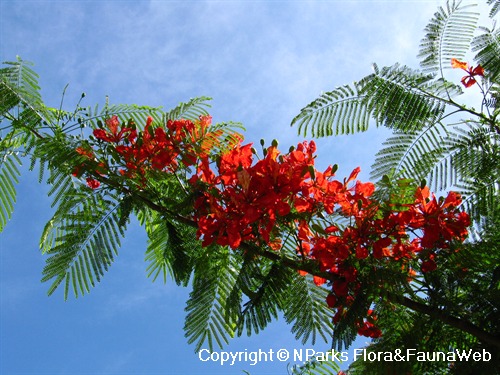 NParks | Delonix regia