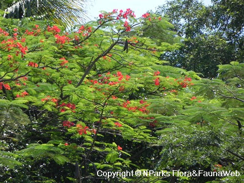 NParks | Delonix regia