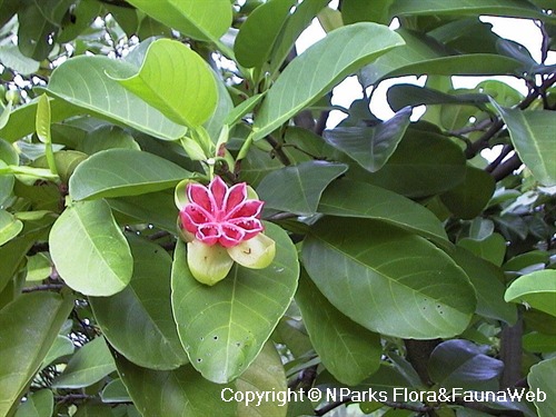 NParks | Dillenia alata
