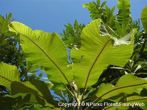 NParks | Dillenia grandifolia