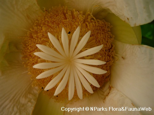 NParks | Dillenia indica