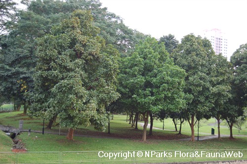 NParks | Dillenia indica