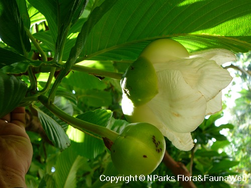 NParks | Dillenia indica