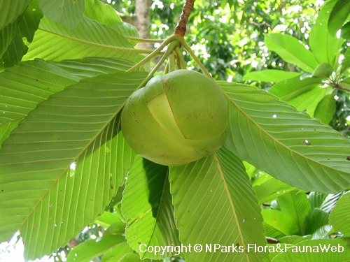 NParks | Dillenia indica