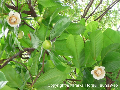 NParks | Dillenia indica