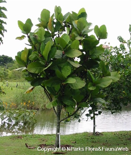 NParks | Dillenia ingens