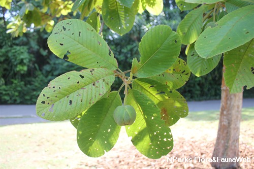 NParks | Dillenia ovata