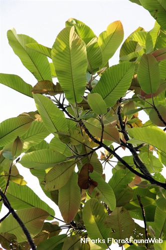 NParks | Dillenia reticulata