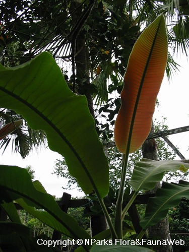 NParks | Dillenia reticulata