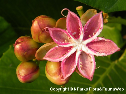NParks | Dillenia suffruticosa