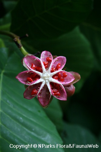 NParks | Dillenia suffruticosa