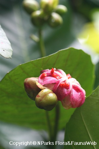 NParks | Dillenia suffruticosa