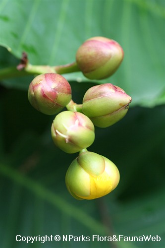 NParks | Dillenia suffruticosa