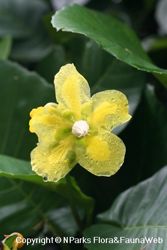 NParks | Dillenia suffruticosa