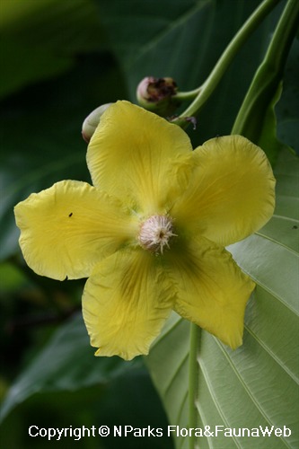 NParks | Dillenia suffruticosa