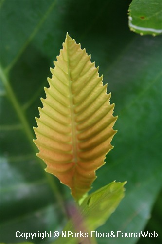 NParks | Dillenia suffruticosa