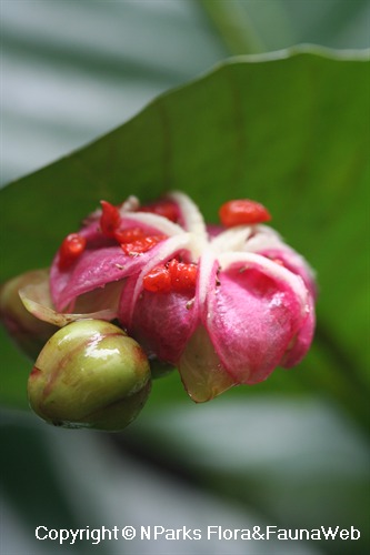 NParks | Dillenia suffruticosa