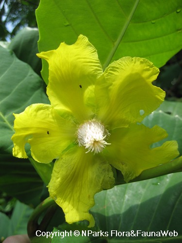 NParks | Dillenia suffruticosa