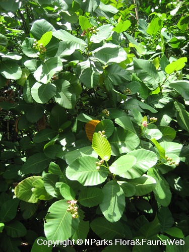 NParks | Dillenia suffruticosa