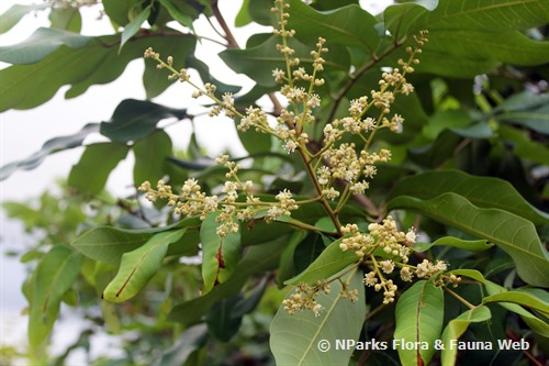 NParks | Dimocarpus longan