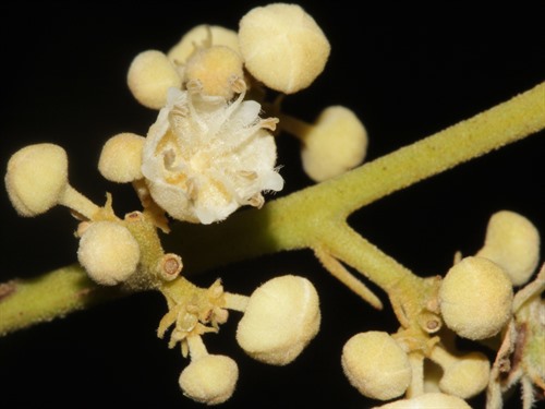 NParks | Dimocarpus longan