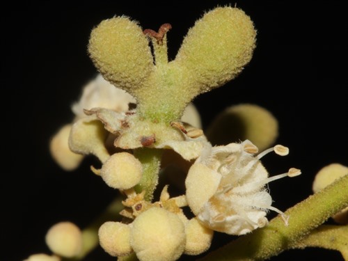 NParks | Dimocarpus longan