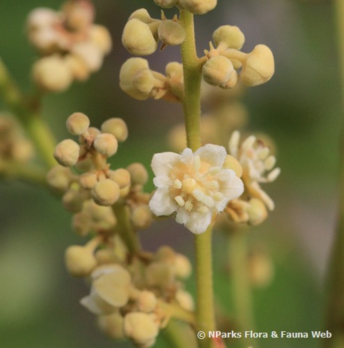 Longan Flower