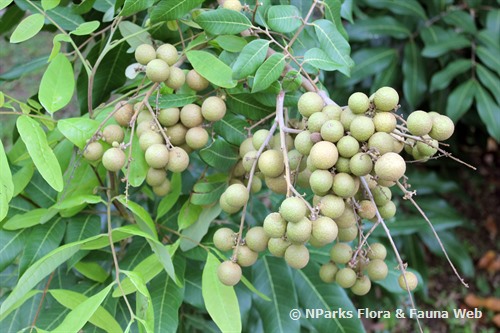 NParks | Dimocarpus longan