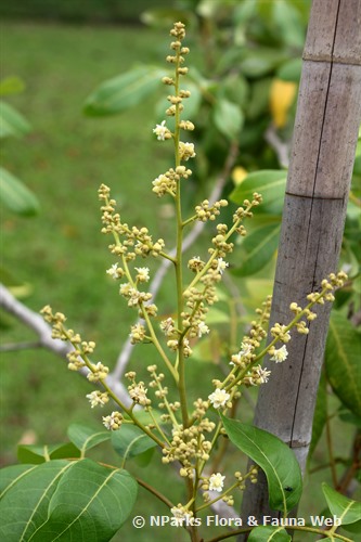 NParks | Dimocarpus longan