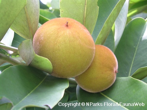 NParks | Diospyros blancoi